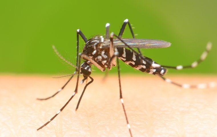 Mosquitoes: A Guide To Identification, Prevention, And Control In ...