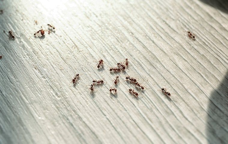 Ants In The House: Understanding The Risks And Health Concerns In ...